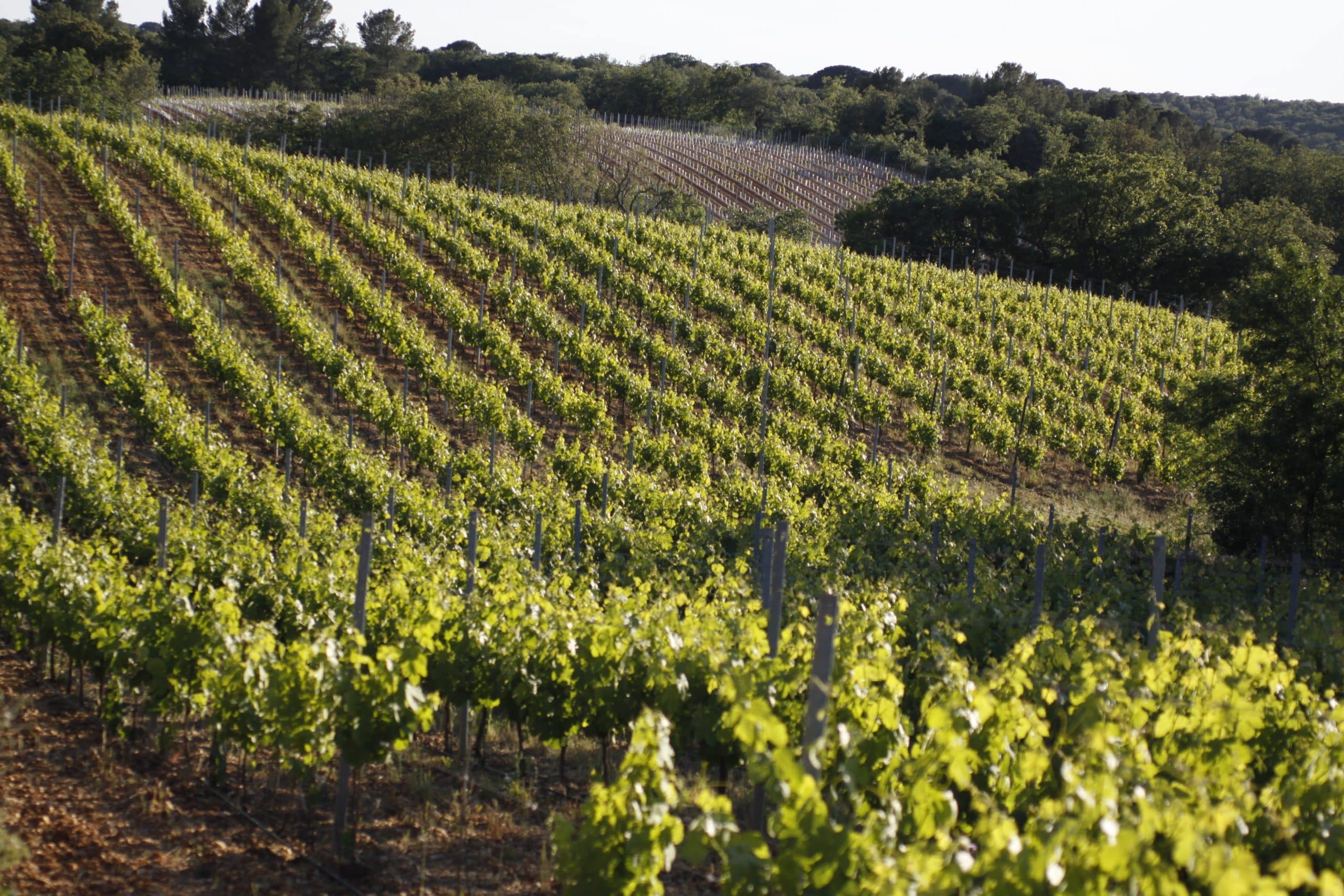 Domaine Terres des Perdrix | Office de Tourisme Cap d'Agde Méditerranée ...